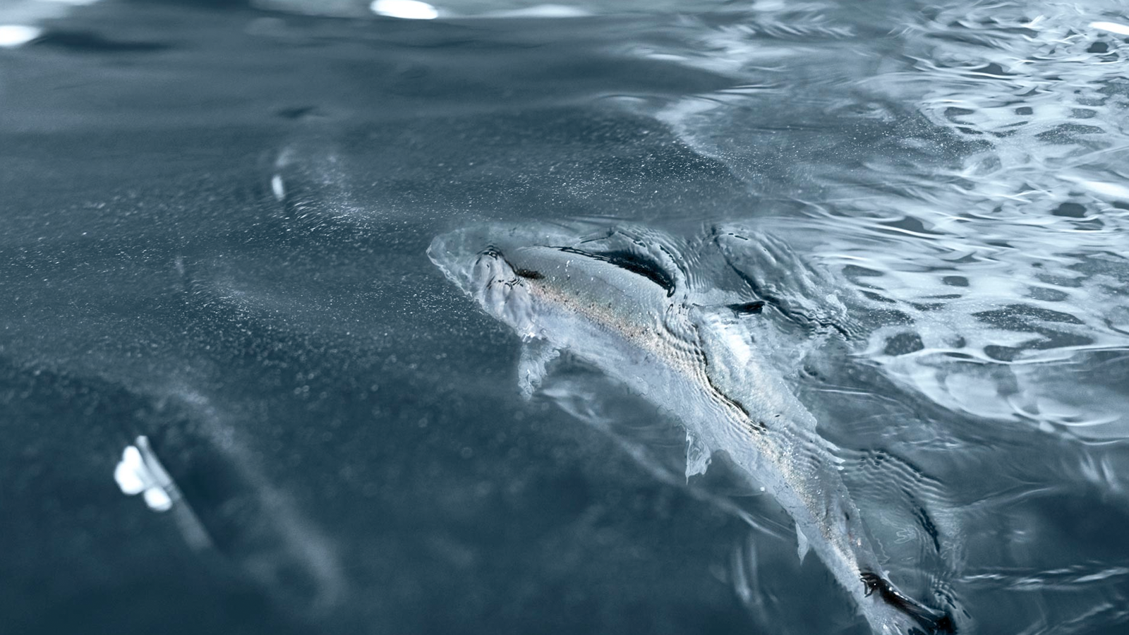 Sjór – Finest Norwegian seafood